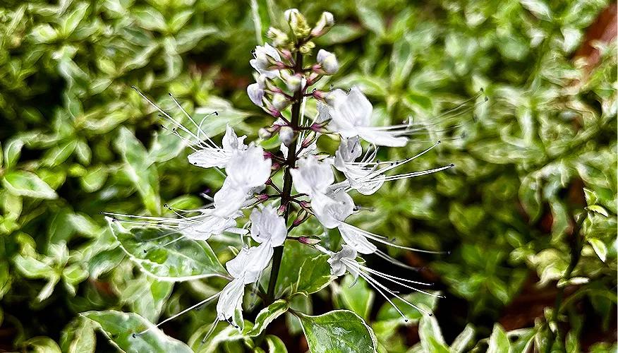 Misai Kucing (Java Tea): Top 16 Health Benefits of This Herb