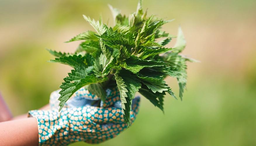 What is nettle tea? Top benefits of nettle & how to use it.