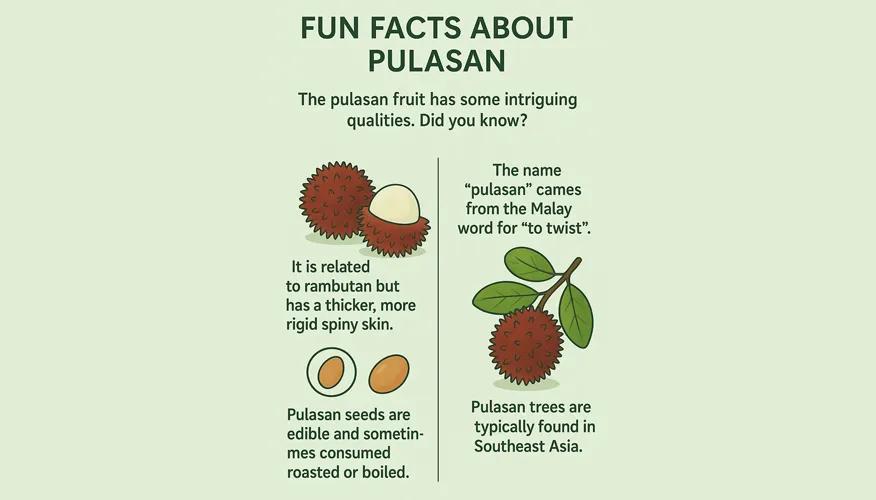 Pulasan Fruit: Health Advantages, Nutrition, Uses, And How To Eat It