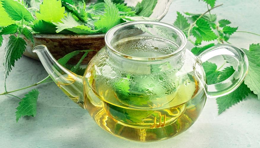 What is nettle tea? Top benefits of nettle & how to use it.