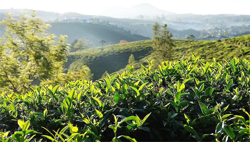 Ceylon Tea: Nutrition, Benefits, Uses and Potential Downsides