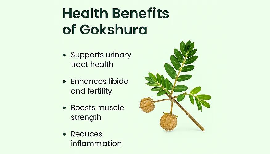 Gokshura – Top 12 Health Benefits, Types and Uses | Mega We Care