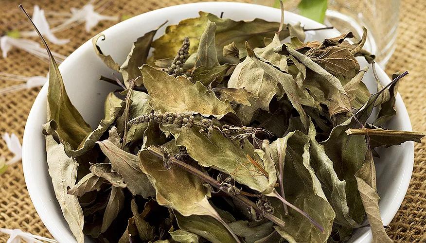 Misai Kucing (Java Tea): Top 16 Health Benefits of This Herb