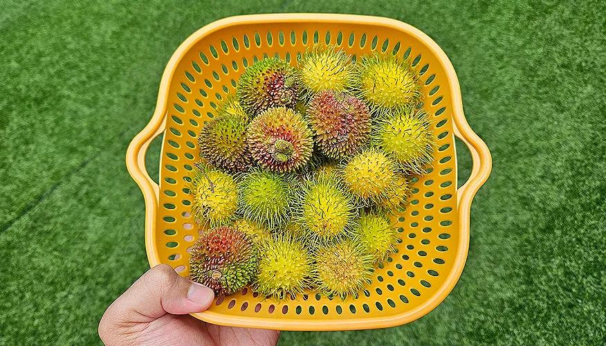 Pulasan Fruit: Health Advantages, Nutrition, Uses, And How To Eat It