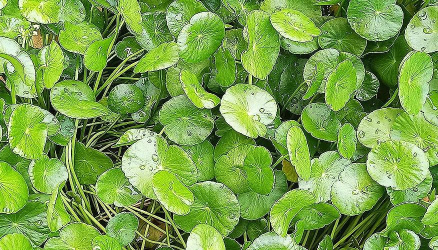 Pegaga Leaves (Gotu Kola): Top Benefits of This Healing Herb