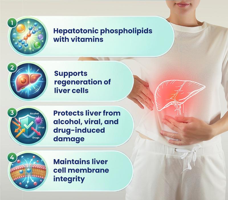 Livolin Forte: Liver Support and Protection | Mega We Care